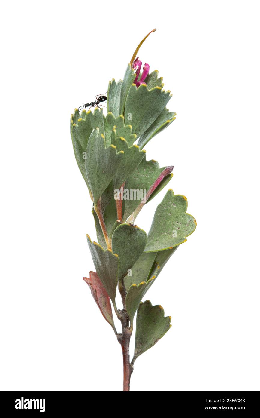 Coastal jugflower (Adenanthos cuneatus) with Pony ant (Rhytidoponera ...