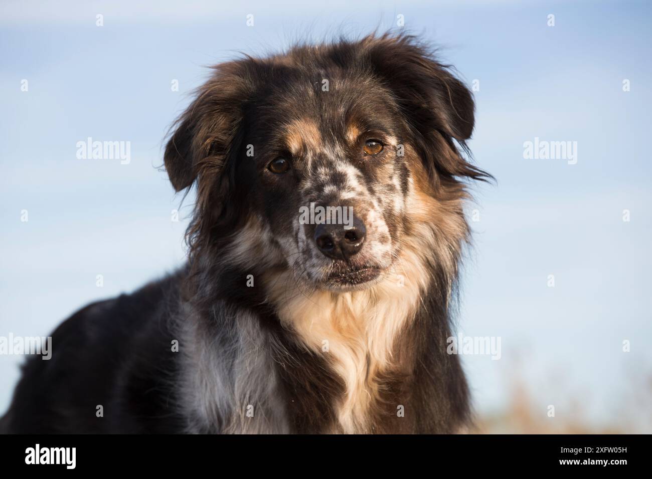 Australian shepherd dog on beach, Connecticut, USA Stock Photo - Alamy