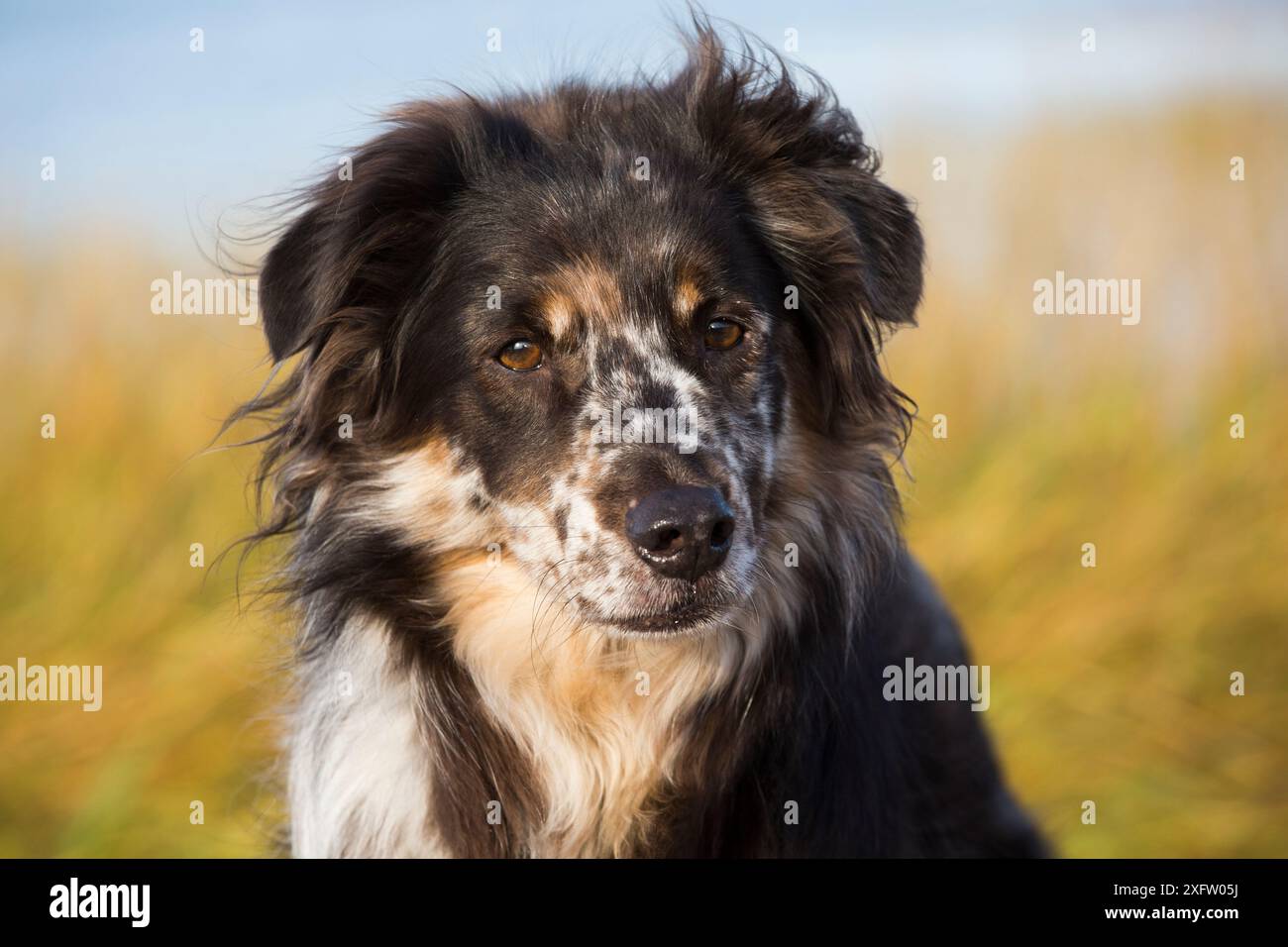 Australian Shepherd dog on beach, Connecticut, USA Stock Photo - Alamy