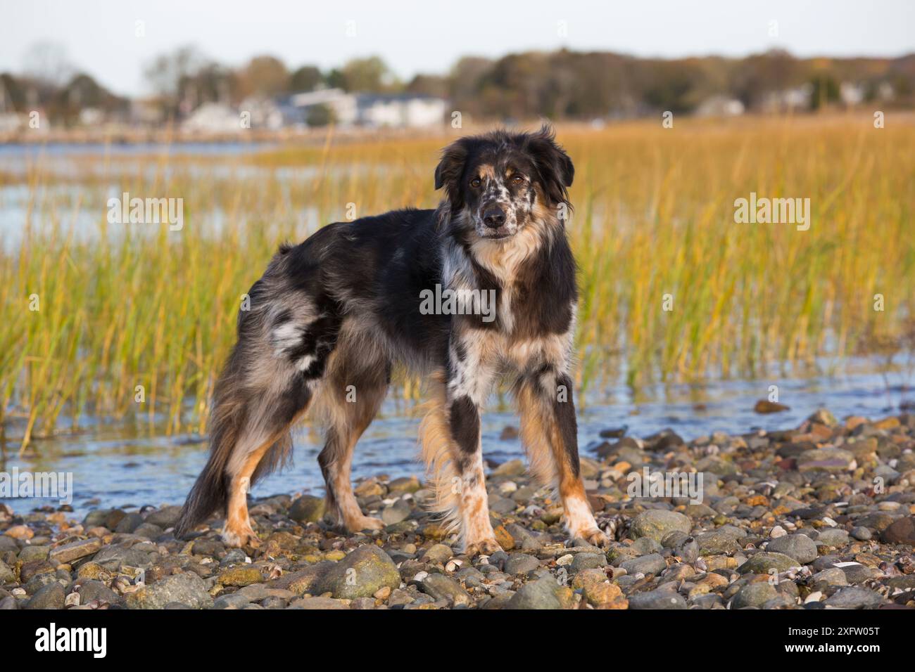 Australian shepherd dog on beach, Connecticut, USA Stock Photo - Alamy