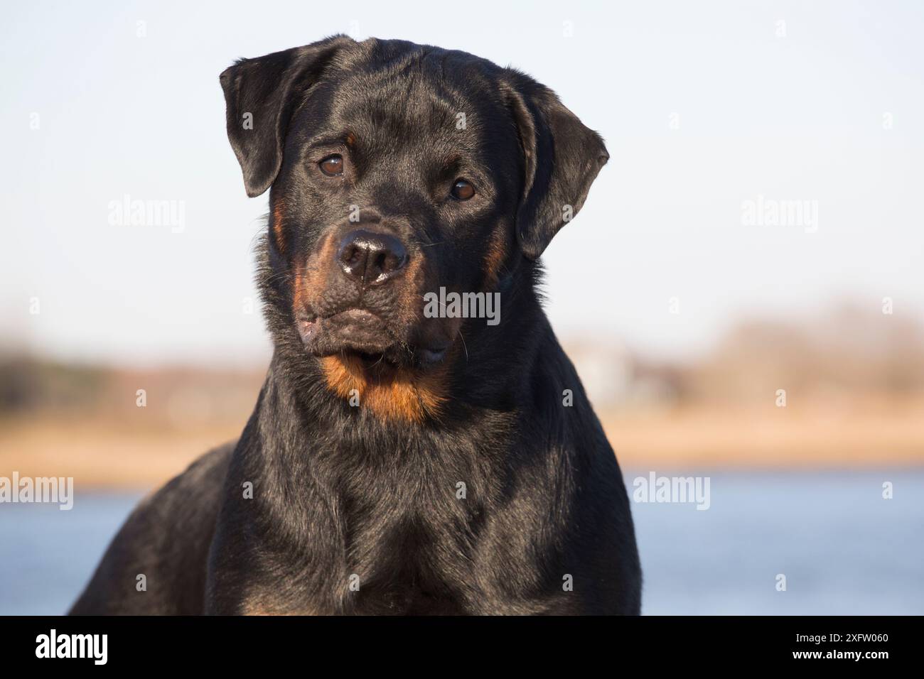 Rottweiler, 7-month female, on shore of Long Island Sound, Connecticut ...
