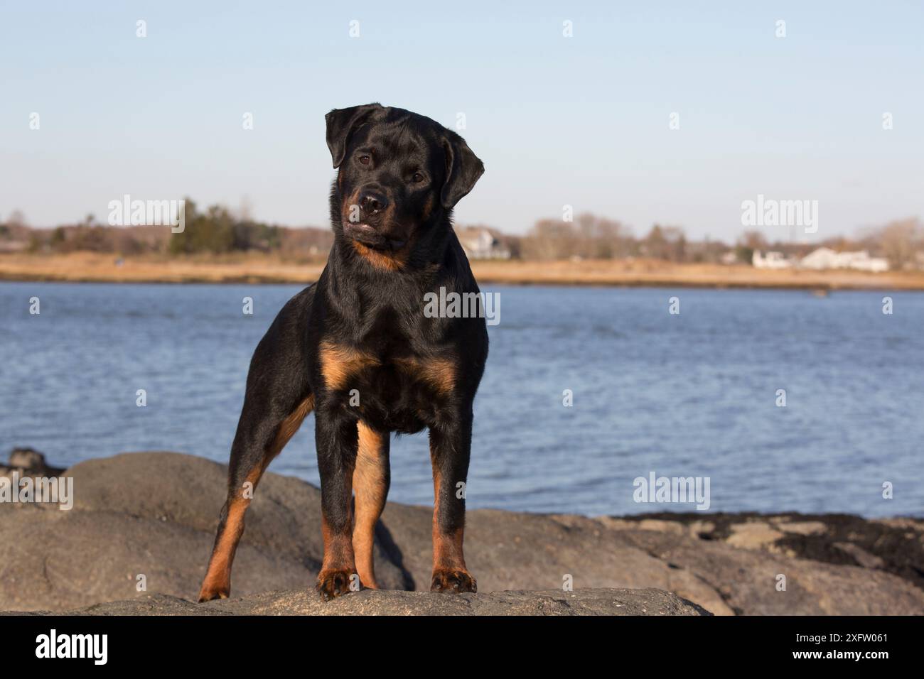 Rottweiler, 7-month female, on shore of Long Island Sound, Connecticut ...