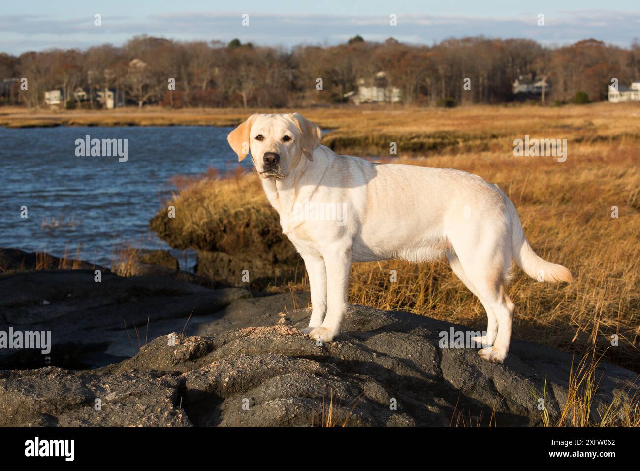 Yellow labrador retriever female, on coast of Long Island Sound ...