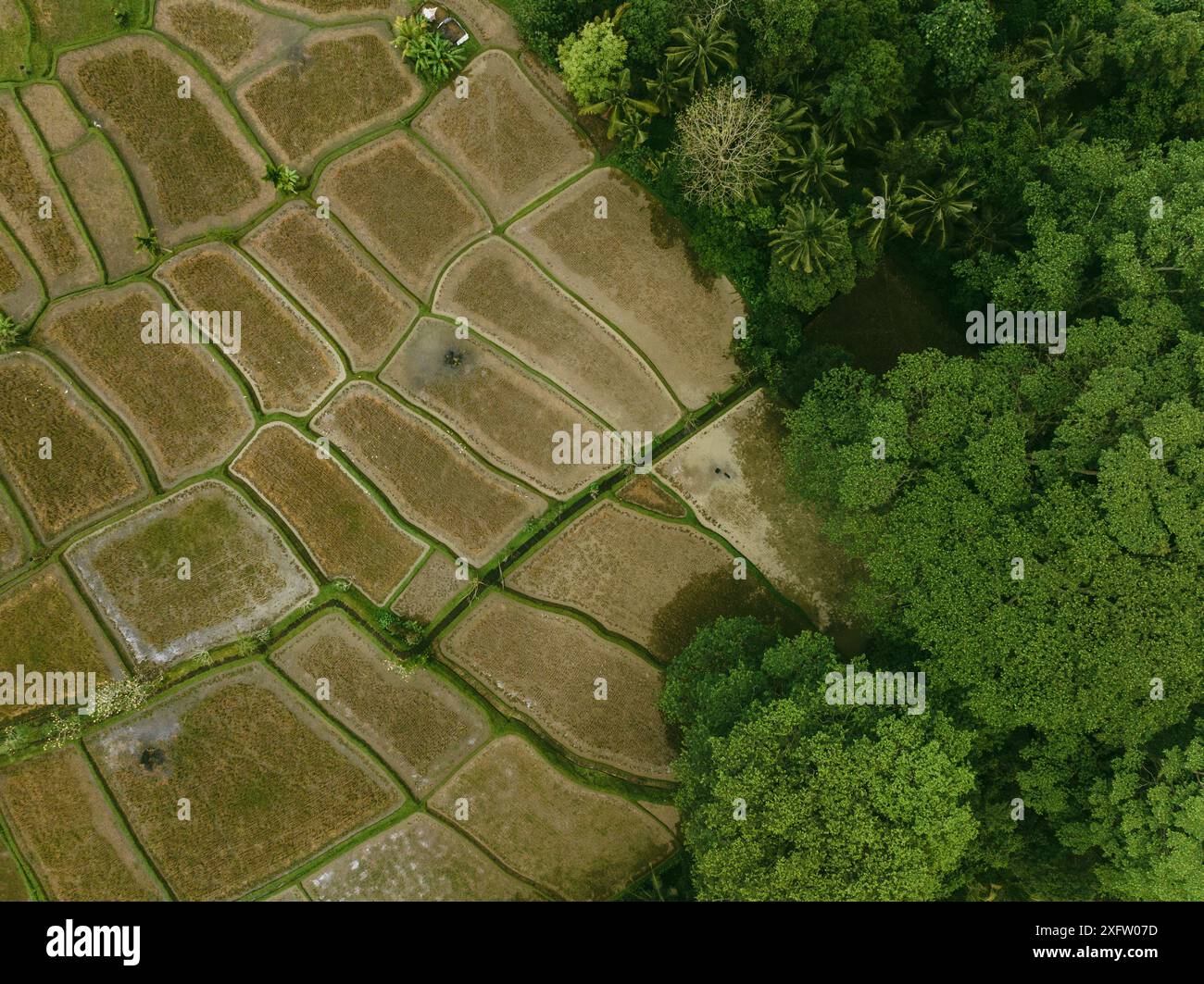 Jungle in ubud indonesia hi-res stock photography and images - Alamy