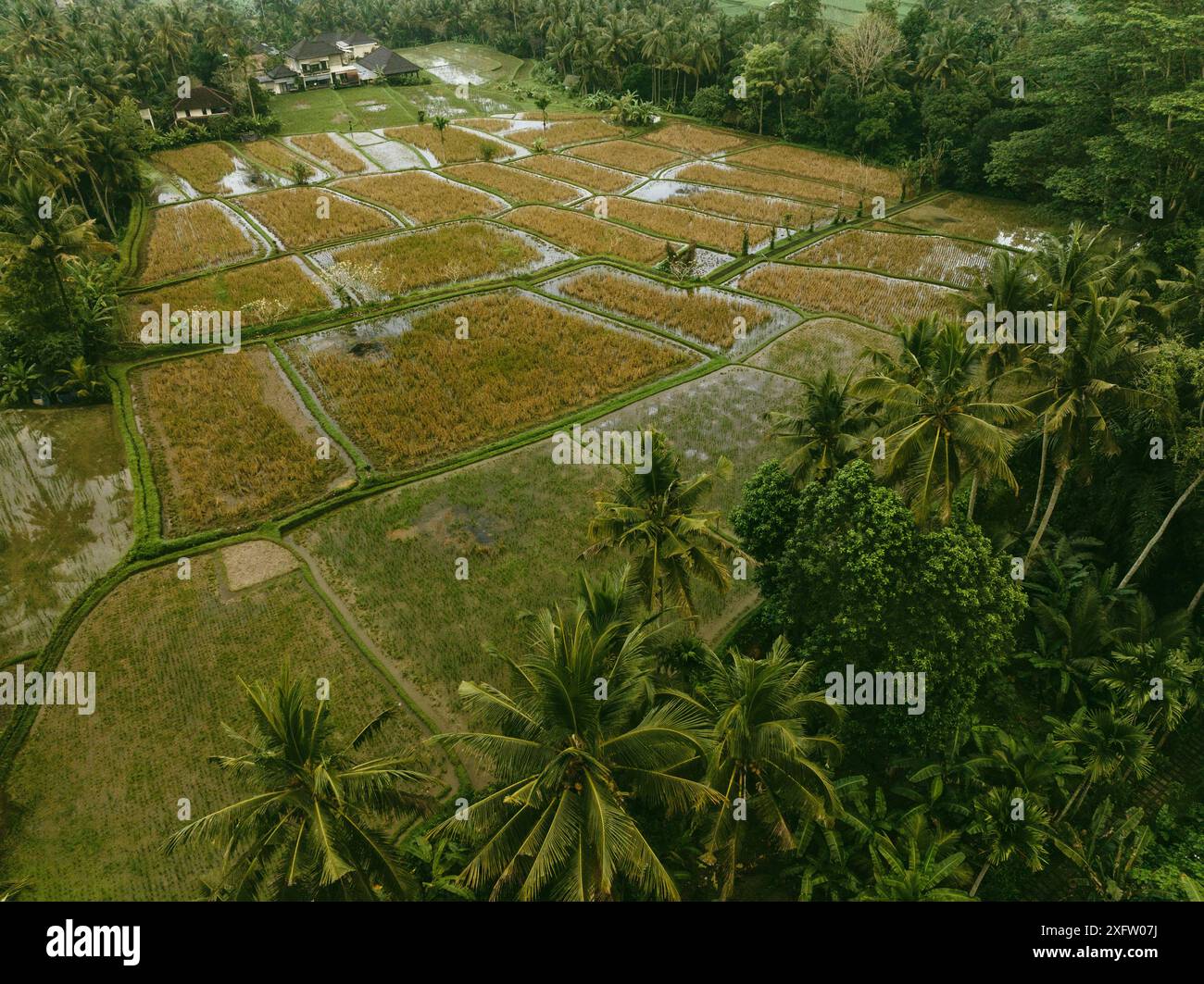 Drone view of rice fields and palm trees in Ubud, Indonesia Stock Photo ...
