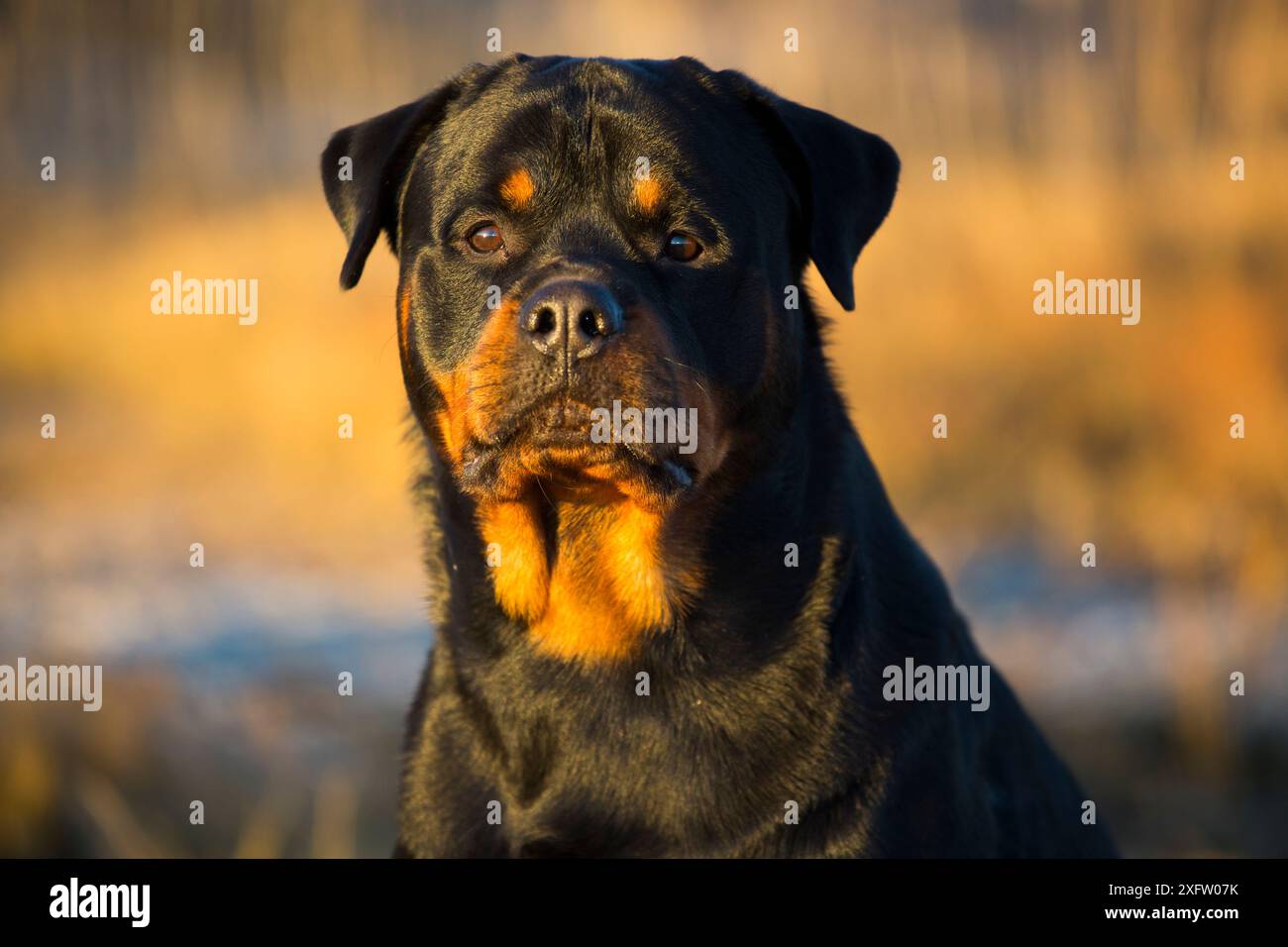 Dog Rottweiler Sound