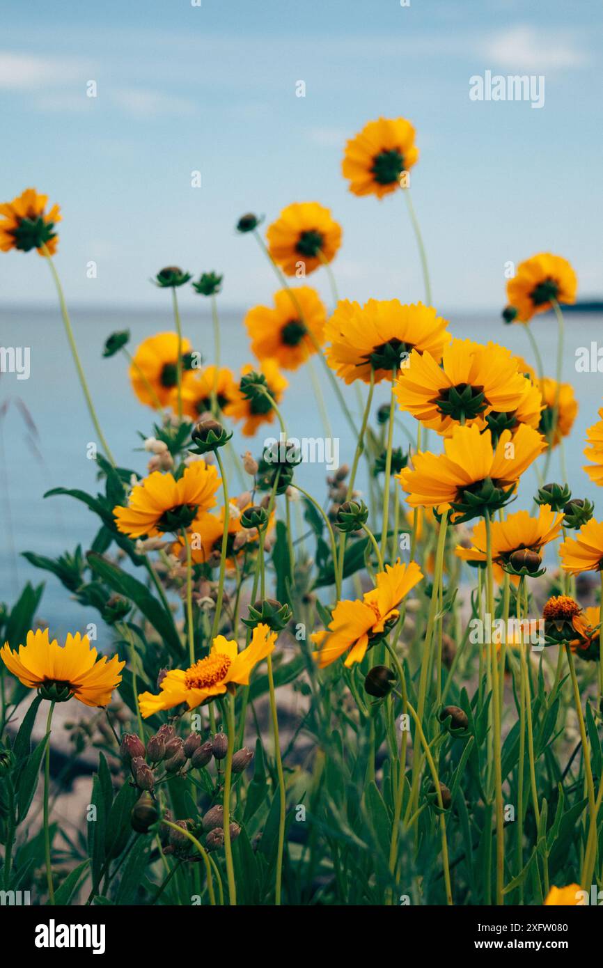 Flowers facing Lake Michigan Shore Stock Photo - Alamy