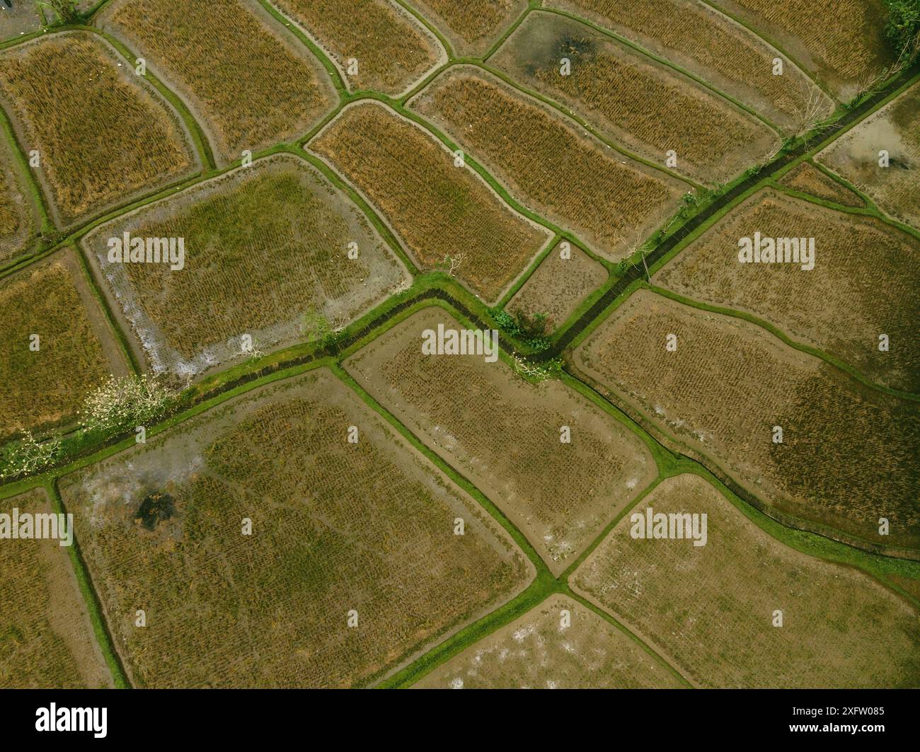 Drone view of rice fields and paths in Ubud, Indonesia Stock Photo - Alamy