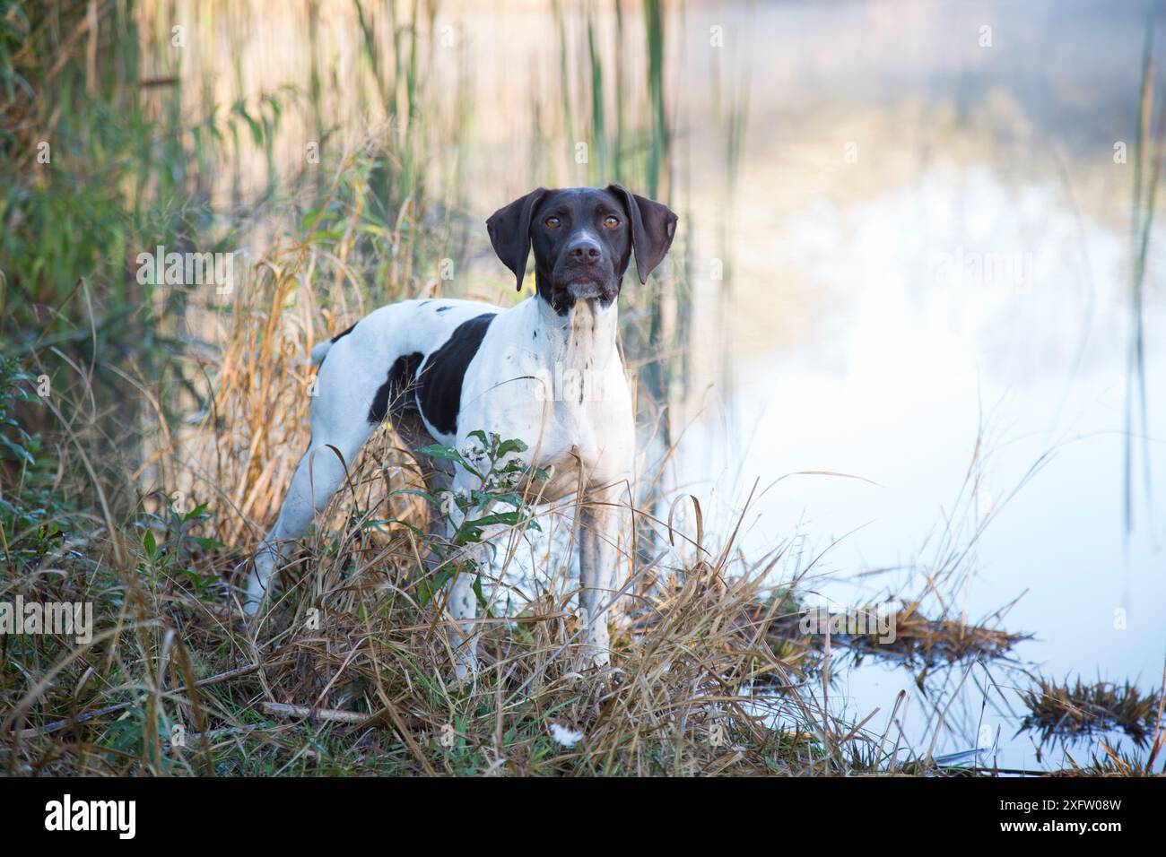 German Shorthair Pointer on cold morning, by pond, Canterbury ...