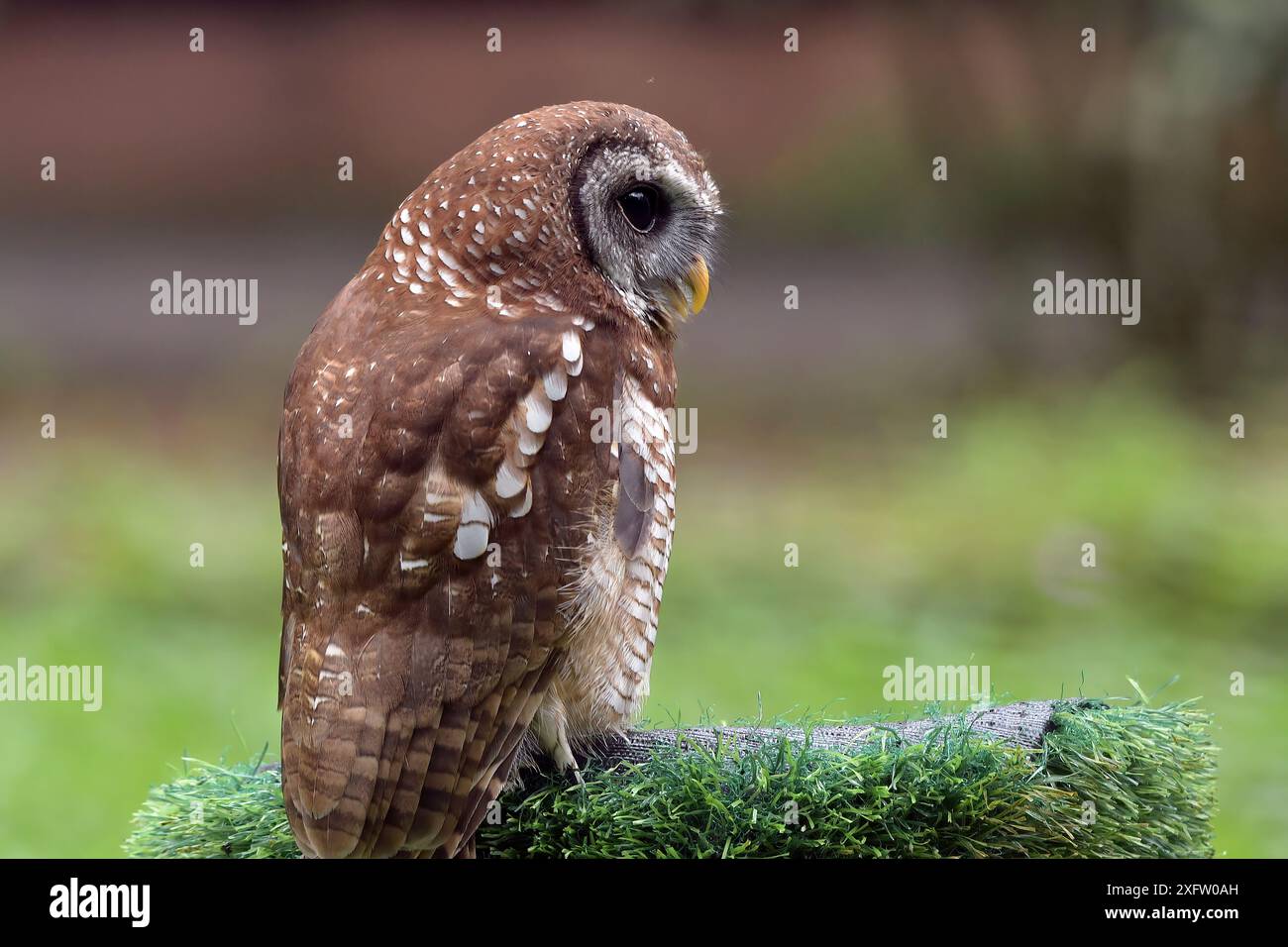 Closeup tawny owl portrait hi-res stock photography and images - Alamy