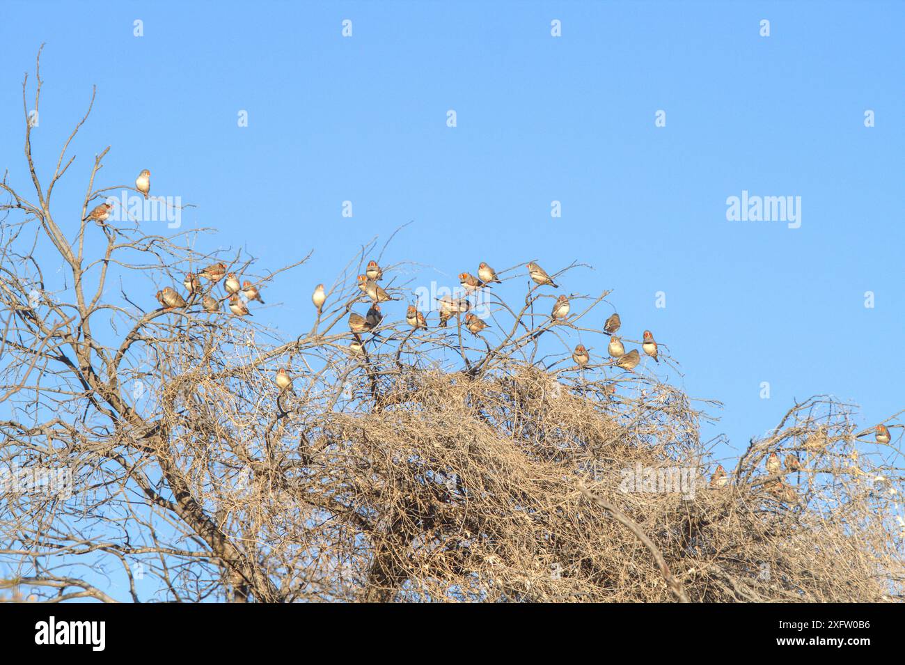 Flock birds in outback hi-res stock photography and images - Alamy