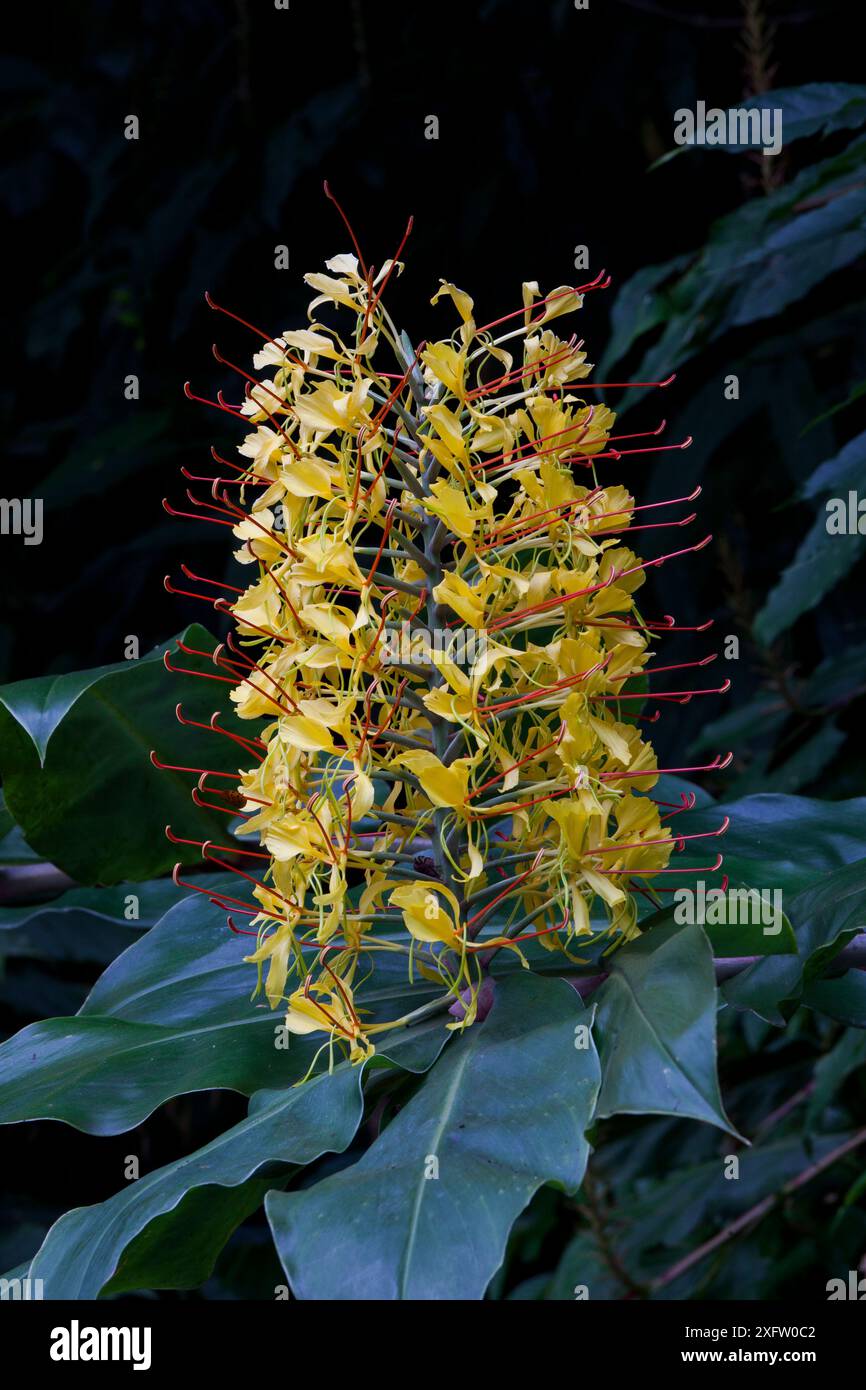 Kahili ginger (Hedychium gardnerianum) flower, Sikkim, India Stock ...