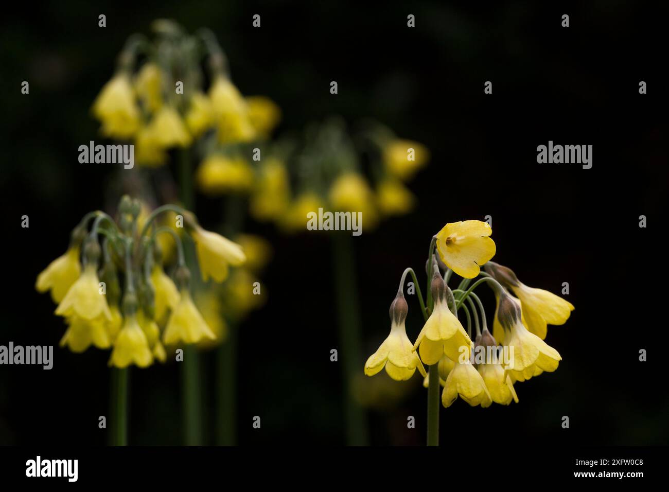 Sikkim cowslip hi-res stock photography and images - Alamy
