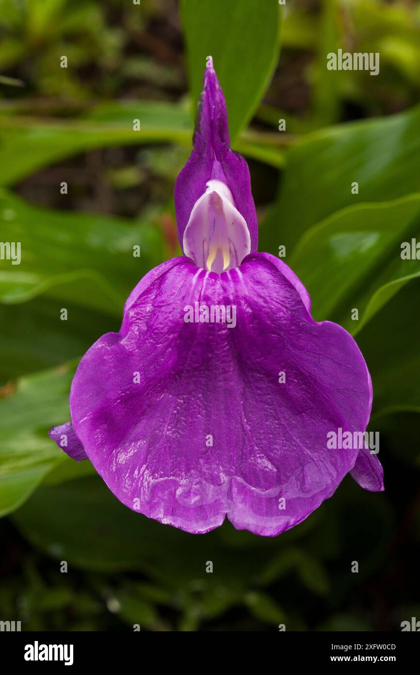 Purple roscoea (Roscoea purpurea) flower, Sikkim, India Stock Photo - Alamy