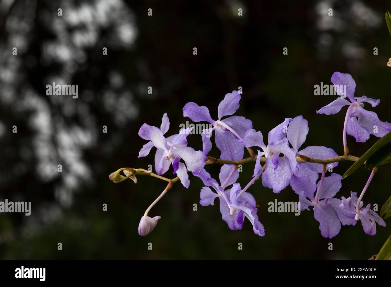 Vanda orchids (Vanda coerulea) West Bengal, India Stock Photo - Alamy