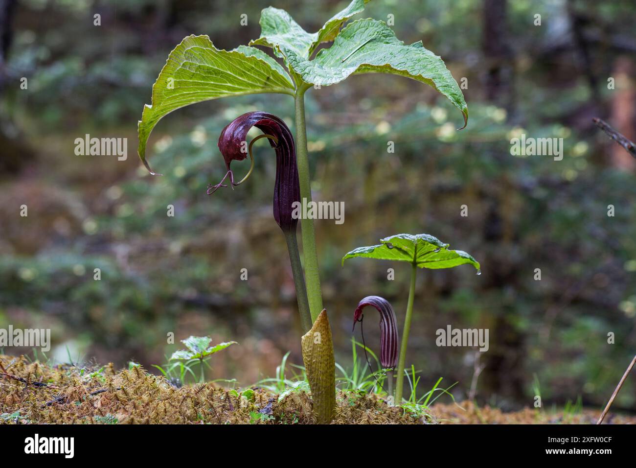 Sikkim cobra lily (Arisaema utile) fruit, Sikkim, India Stock Photo - Alamy