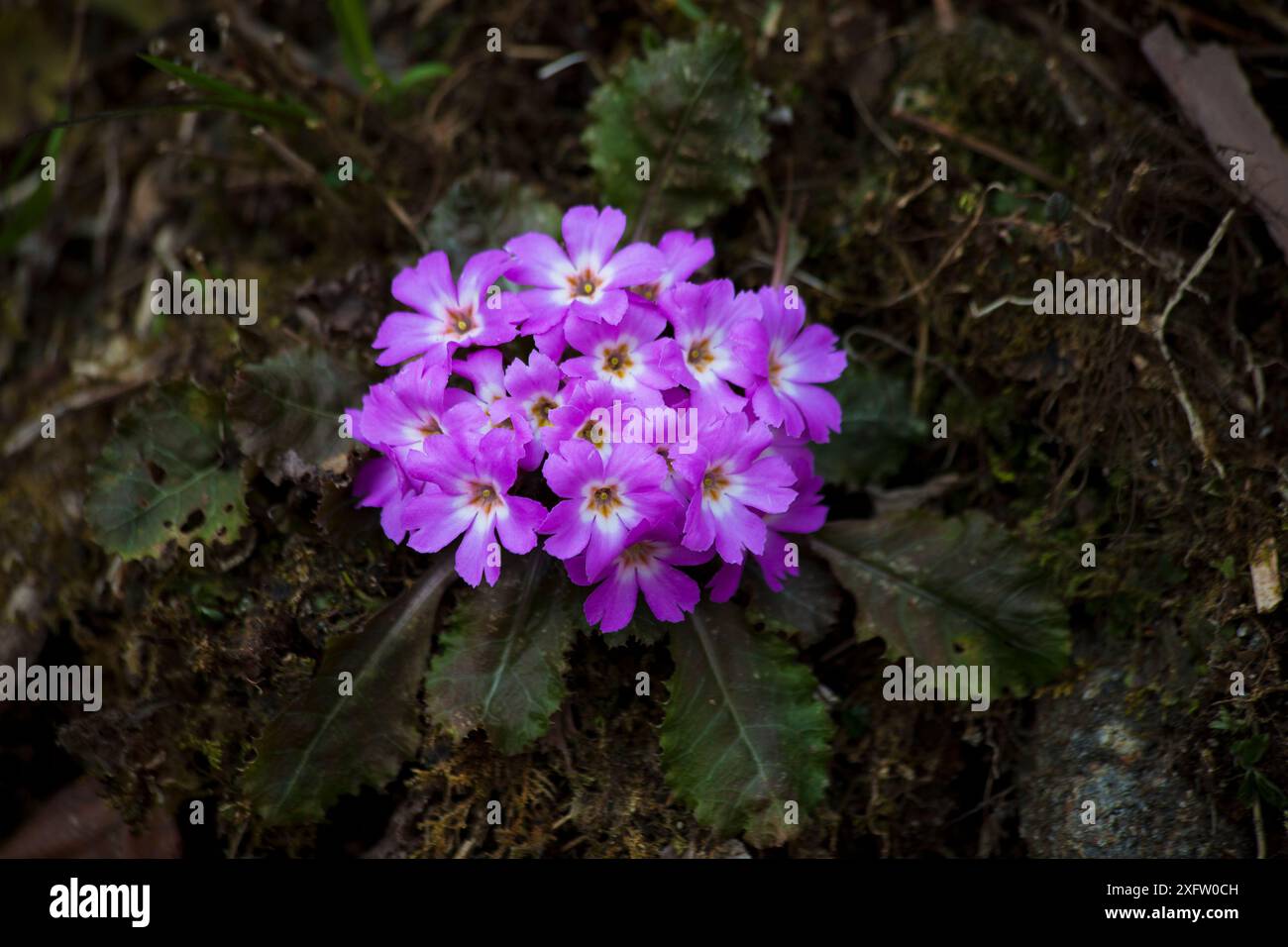 Indian primrose hi-res stock photography and images - Alamy