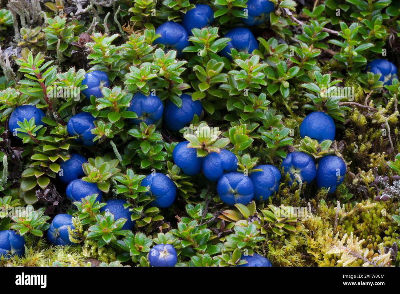 Himalayan snowberry (Gautheria trichophylla) Sikkim, India Stock Photo ...