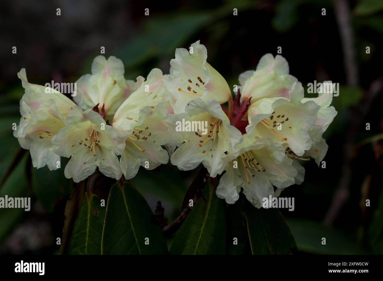 Rhododendron flowers (Rhodendron sp) flowers, Sikkim, India Stock Photo ...