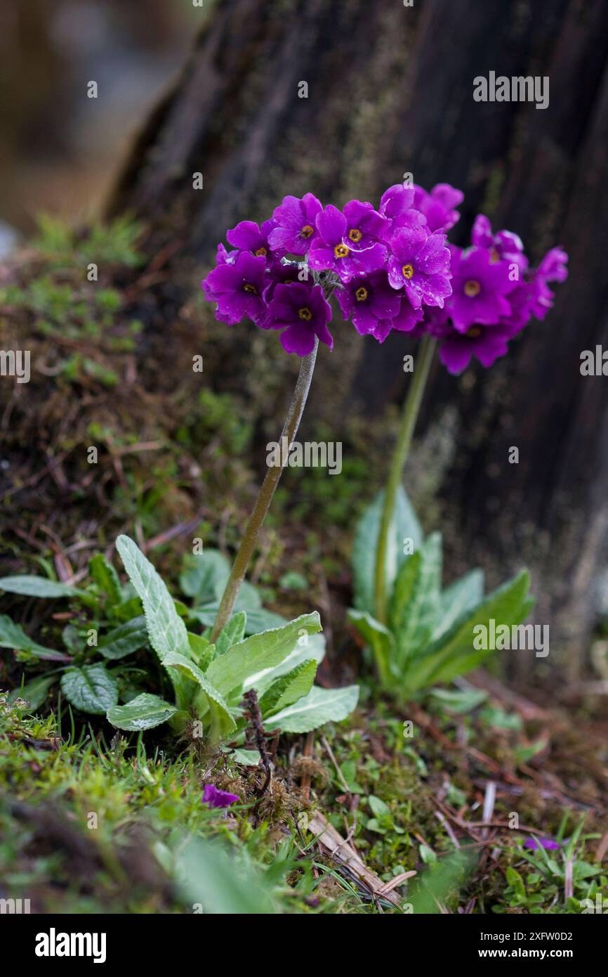 Primrose (Primula calderiana) flowers, Sikkim, India Stock Photo - Alamy