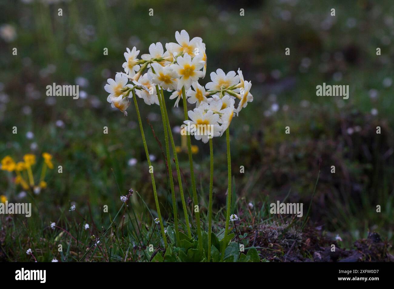 Indian primrose hi-res stock photography and images - Alamy