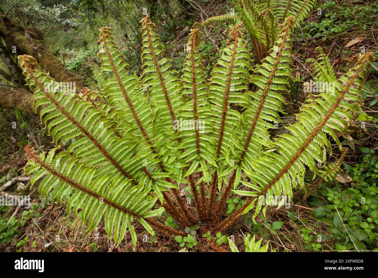 Ferns growing in forest, Sikkim, India Stock Photo - Alamy