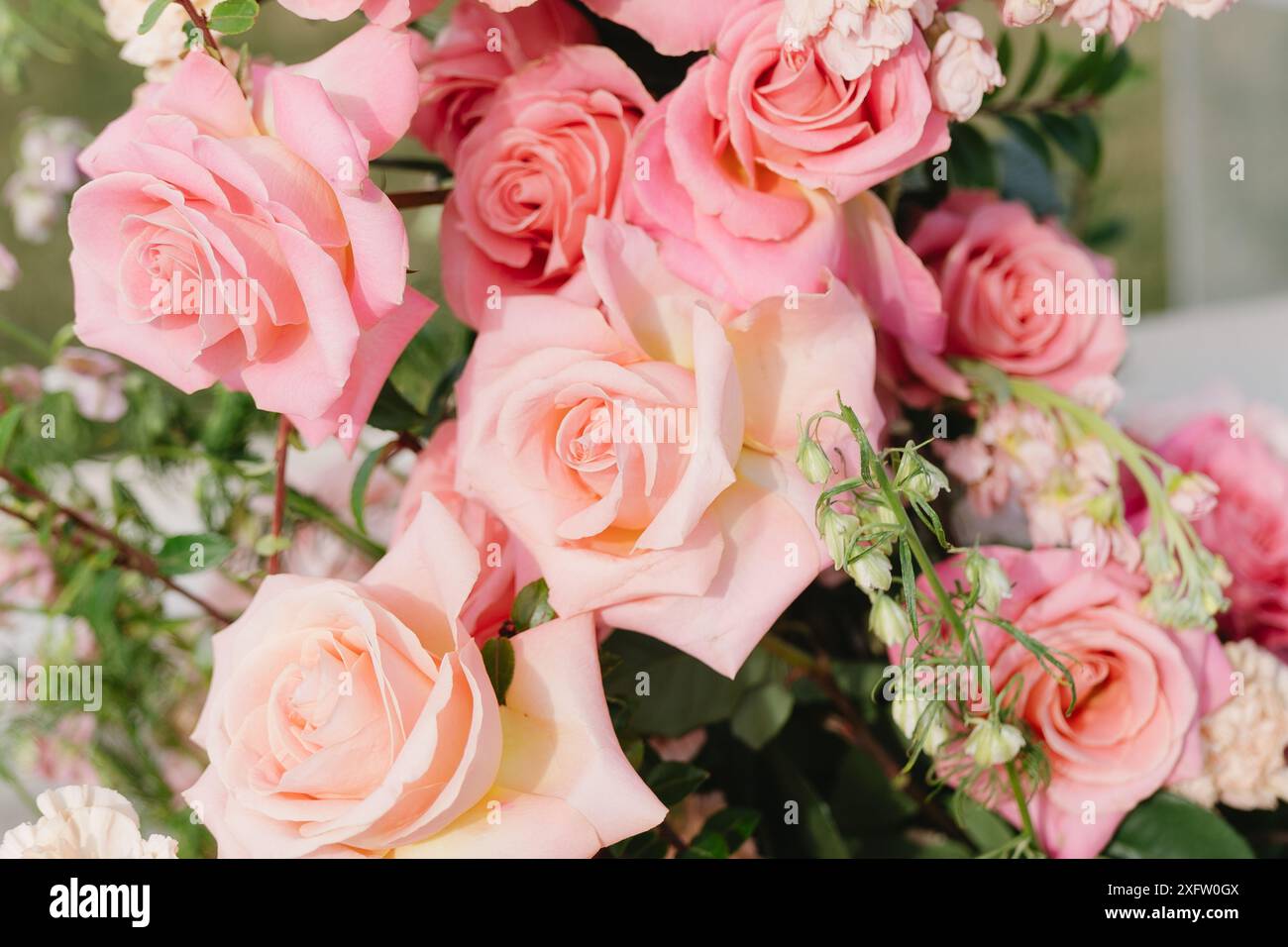 Vibrant pink rose hi-res stock photography and images - Alamy