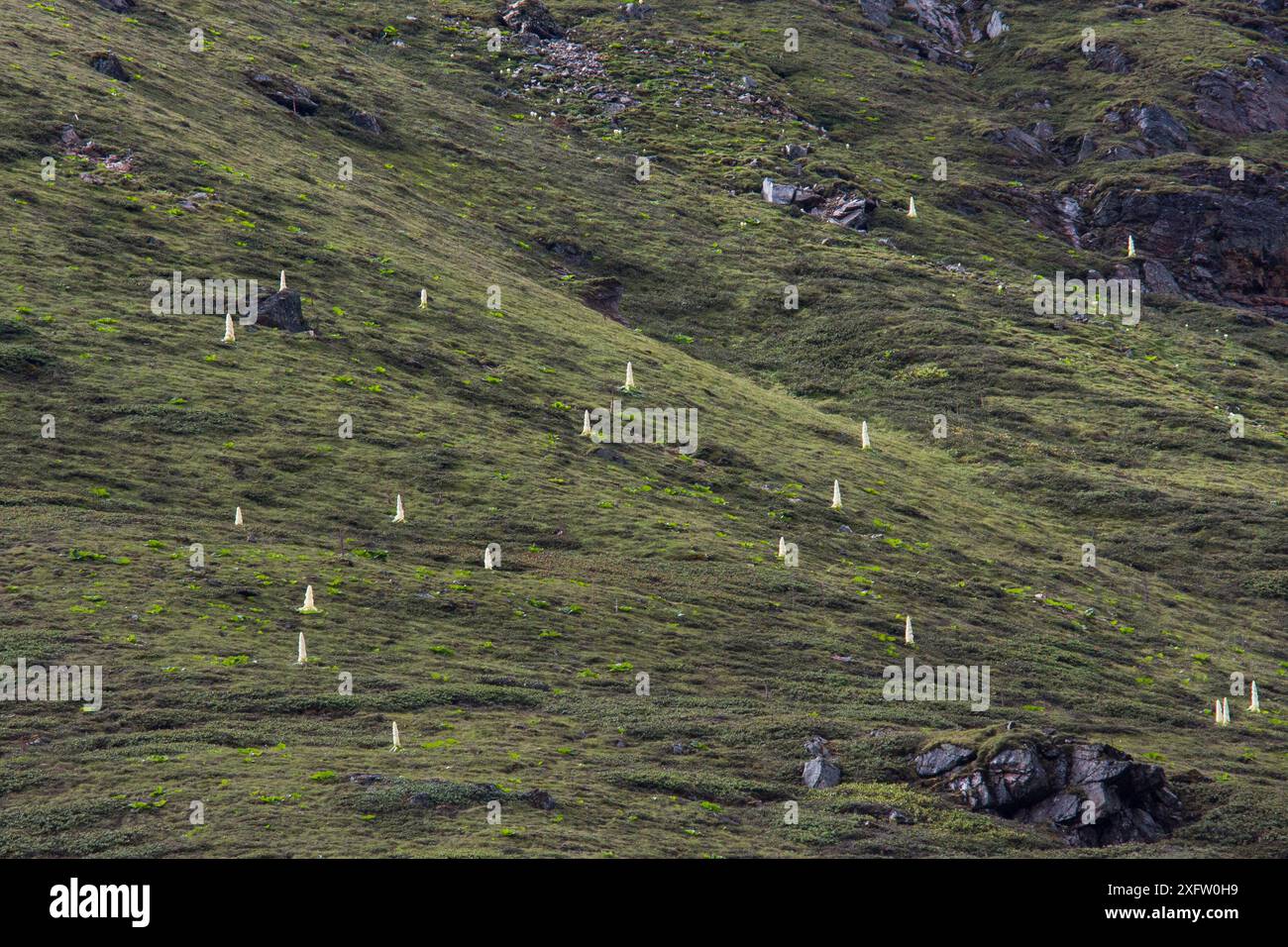 Noble rhubarb (Rheum nobile) plant, Sikkim, India Stock Photo - Alamy
