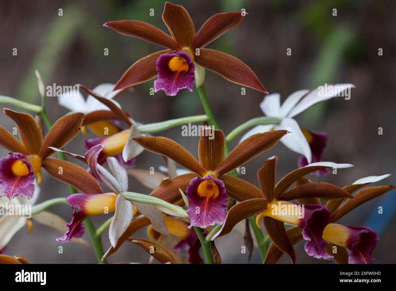 Nun's hood orchid (Phaius tankervilleae) flowers, Singalila National ...
