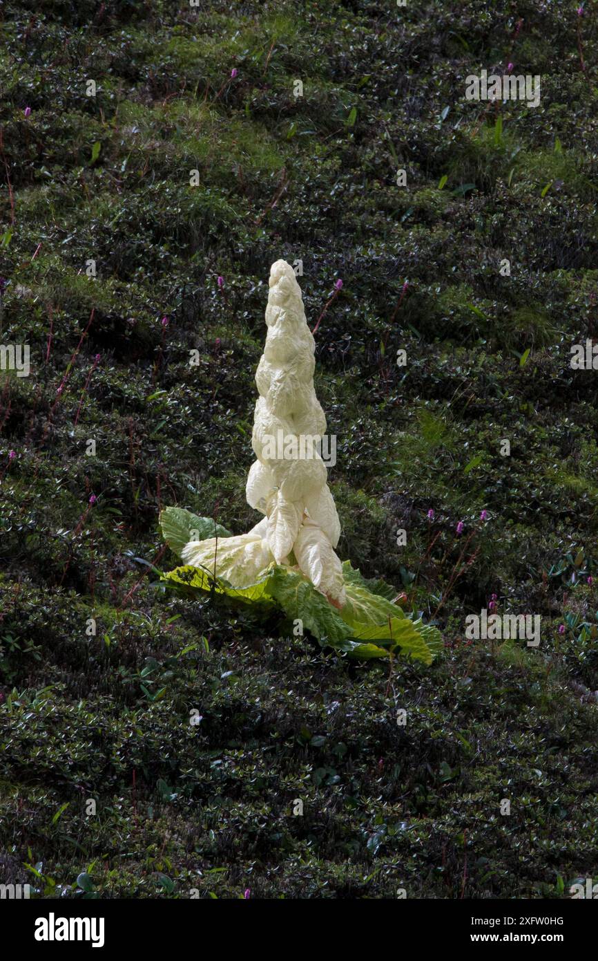Noble rhubarb sikkim rhubarb rheum hi-res stock photography and images ...