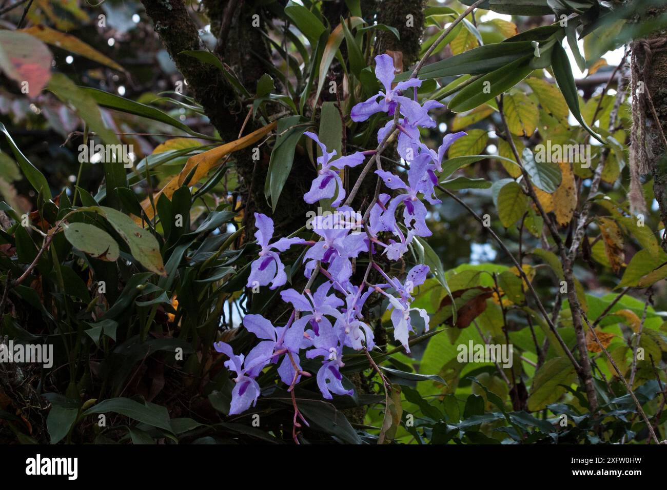 Vanda orchids (Vanda coerulea) Sikkim, India Stock Photo - Alamy