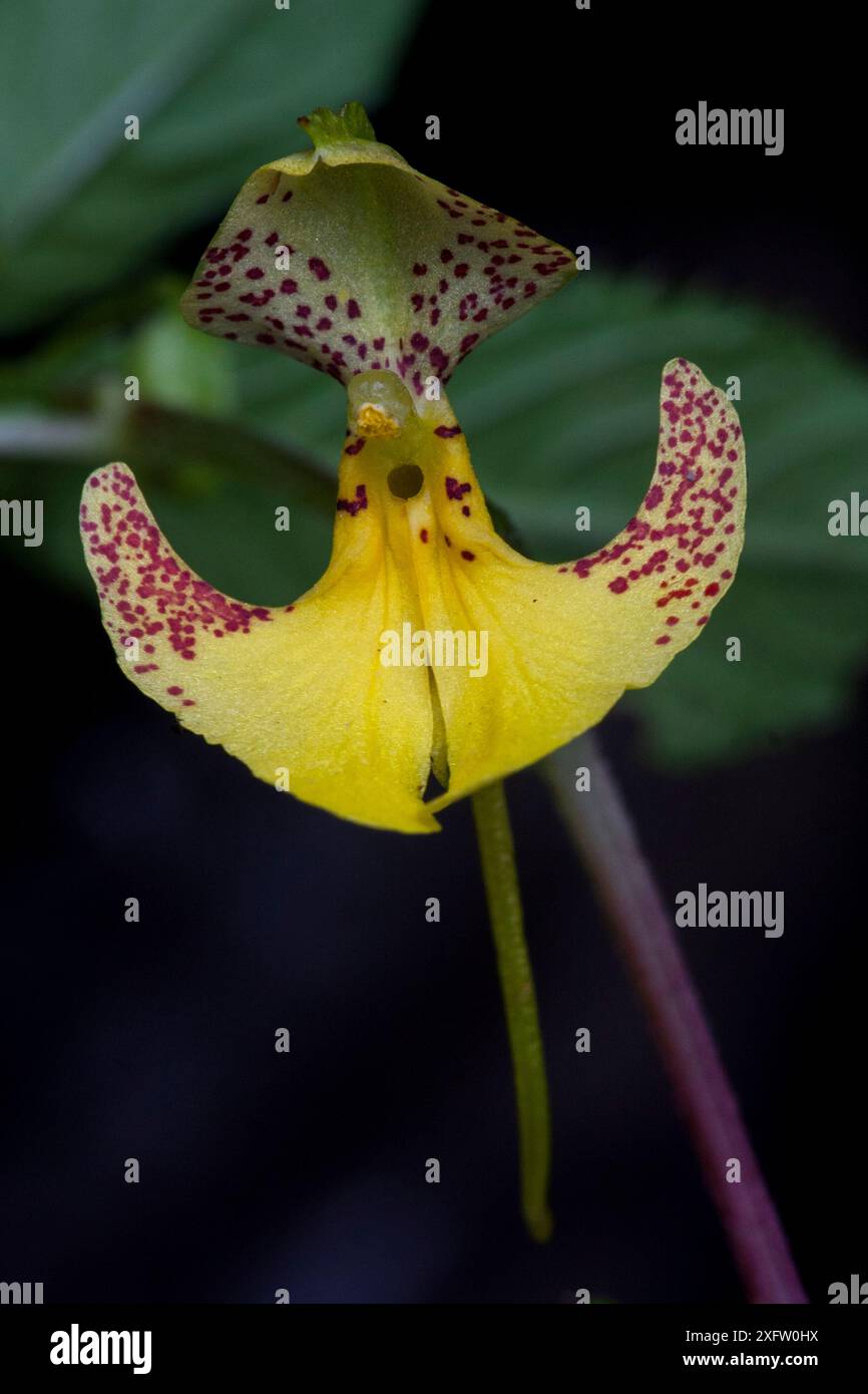 Touch-me-not (Impatiens falcifer) flower, Sikkim, India Stock Photo - Alamy