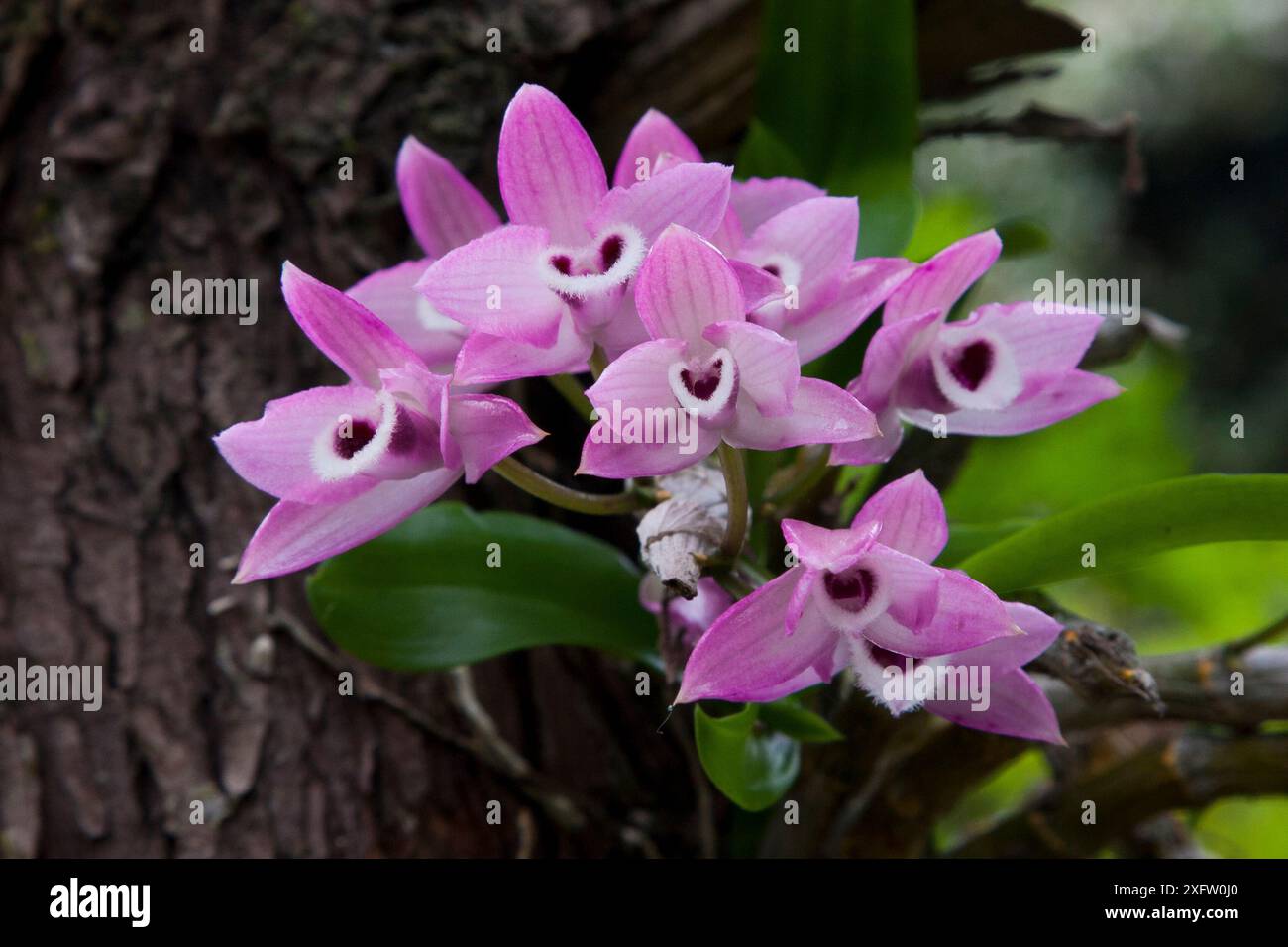 Dendrobium orchids (Dendrobium parishii) on tree trunk, Singalila ...