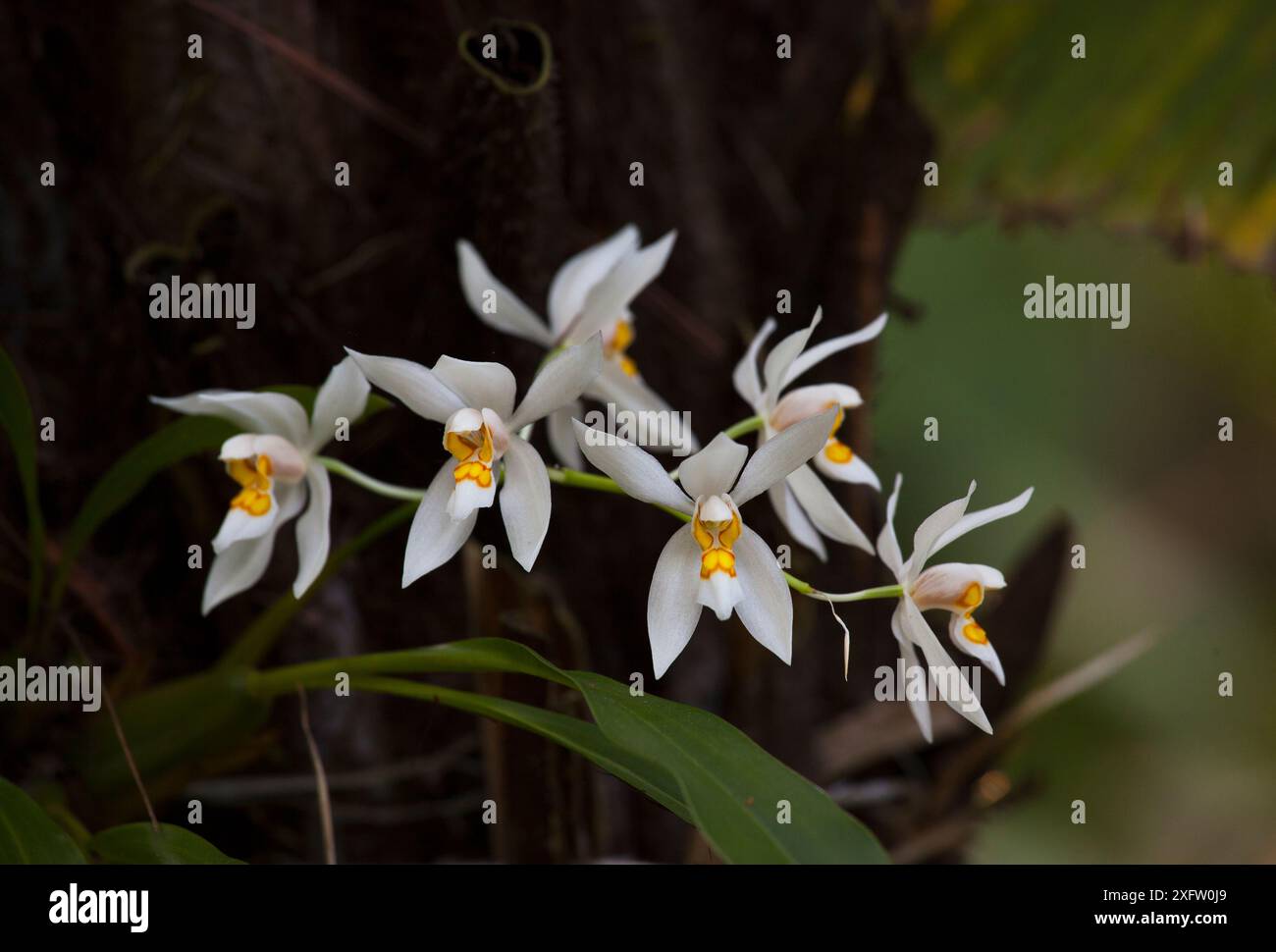 Orchid flowers (Coelogyne corymbosa) Sikkim, India Stock Photo - Alamy
