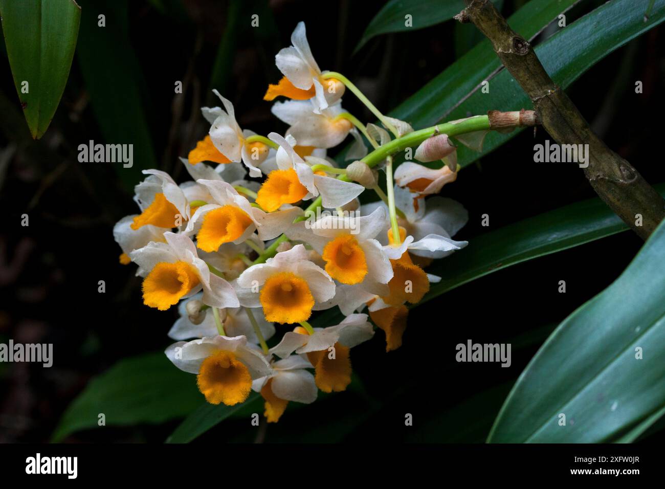 Dendrobium orchids (Dendrobium thyrsiflorum) West Bengal, India Stock ...