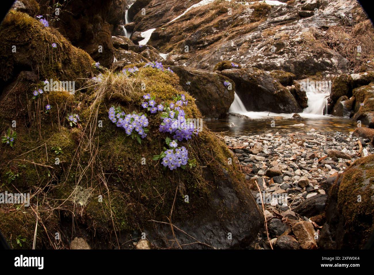 Primrose (Primula whitei) flowers by waterfall, Arunachal Pradesh ...