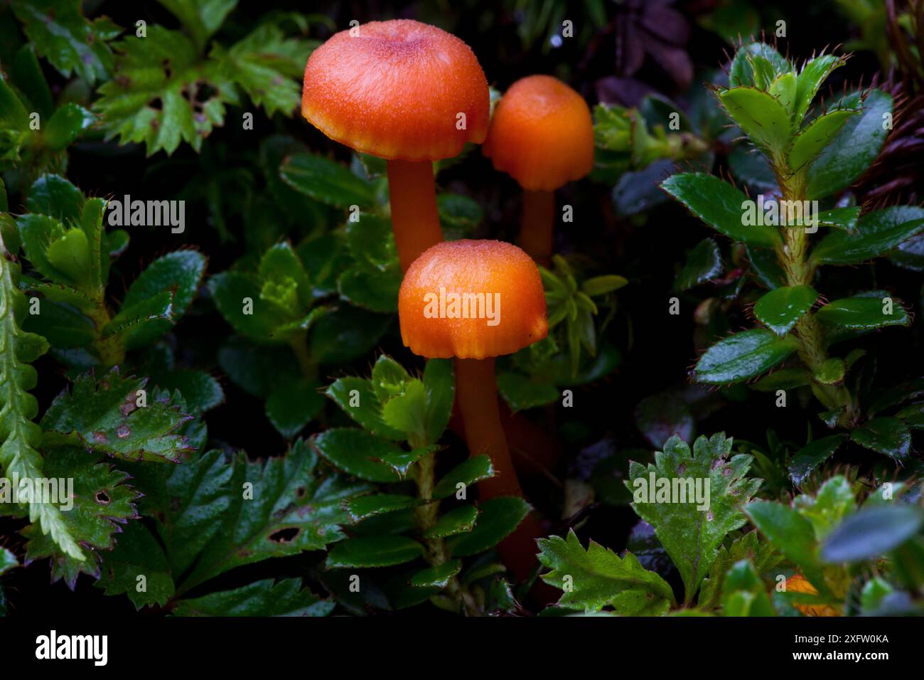 Indian fungus hi-res stock photography and images - Alamy
