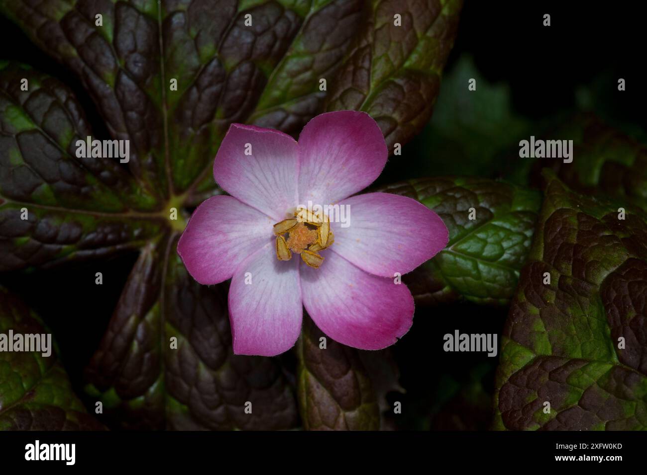 Close up of Himalayan mayapple (Podophyllum hexandrum) Sikkim, India ...