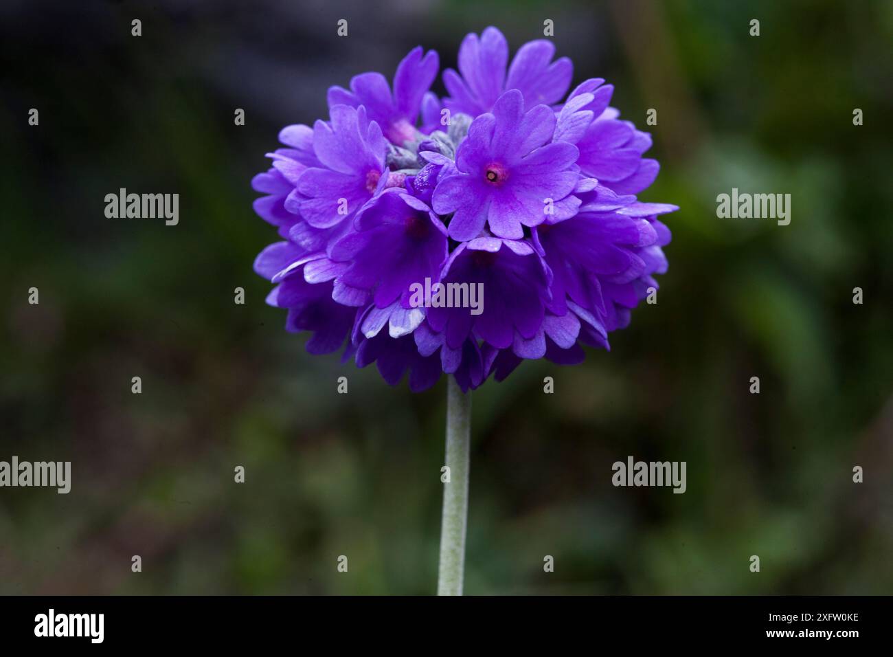 Close up of Primrose (Primula capitata) flowers, Sikkim, India Stock ...