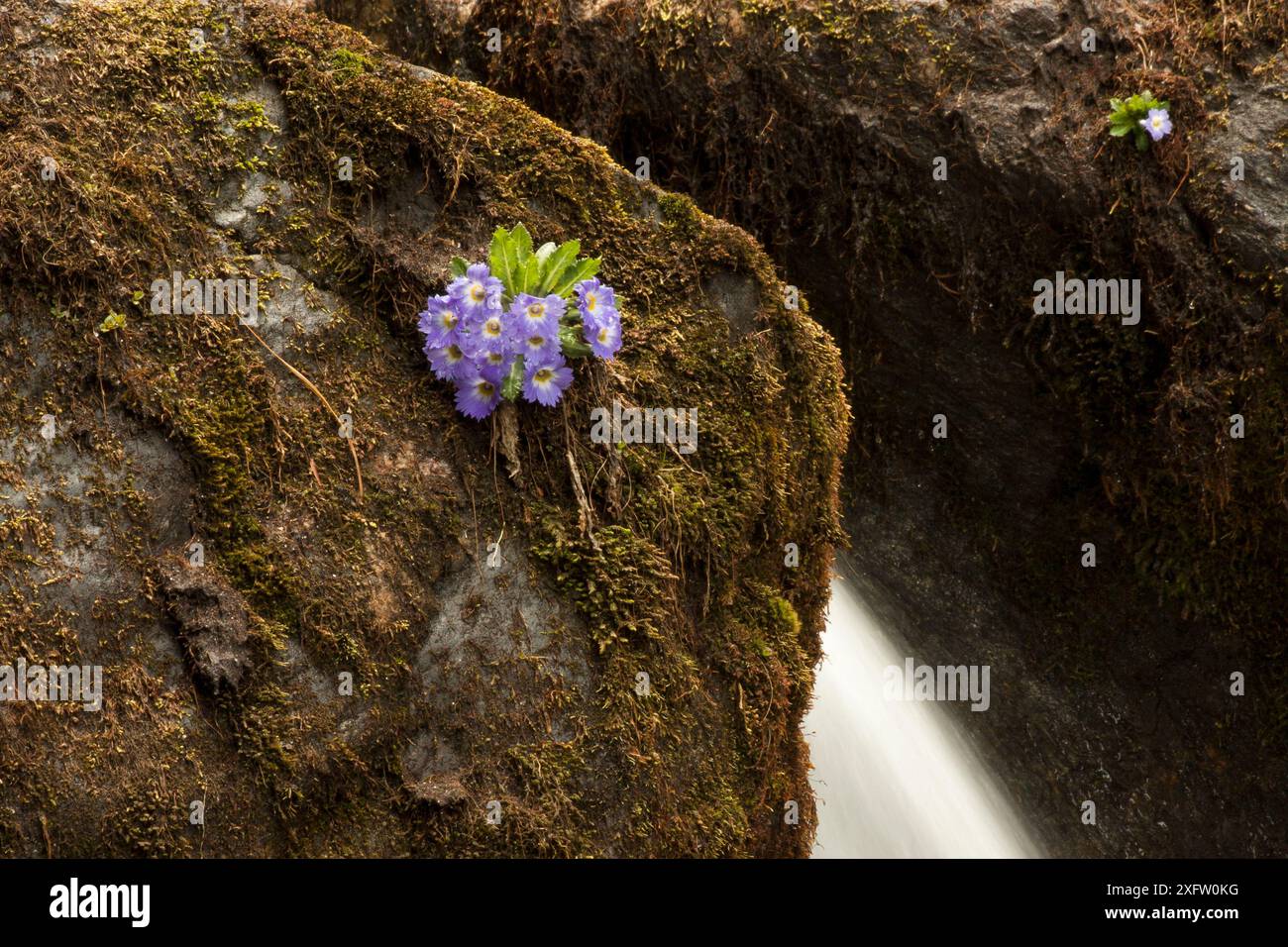 Primrose (Primula whitei) flowers by waterfall, Arunachal Pradesh ...