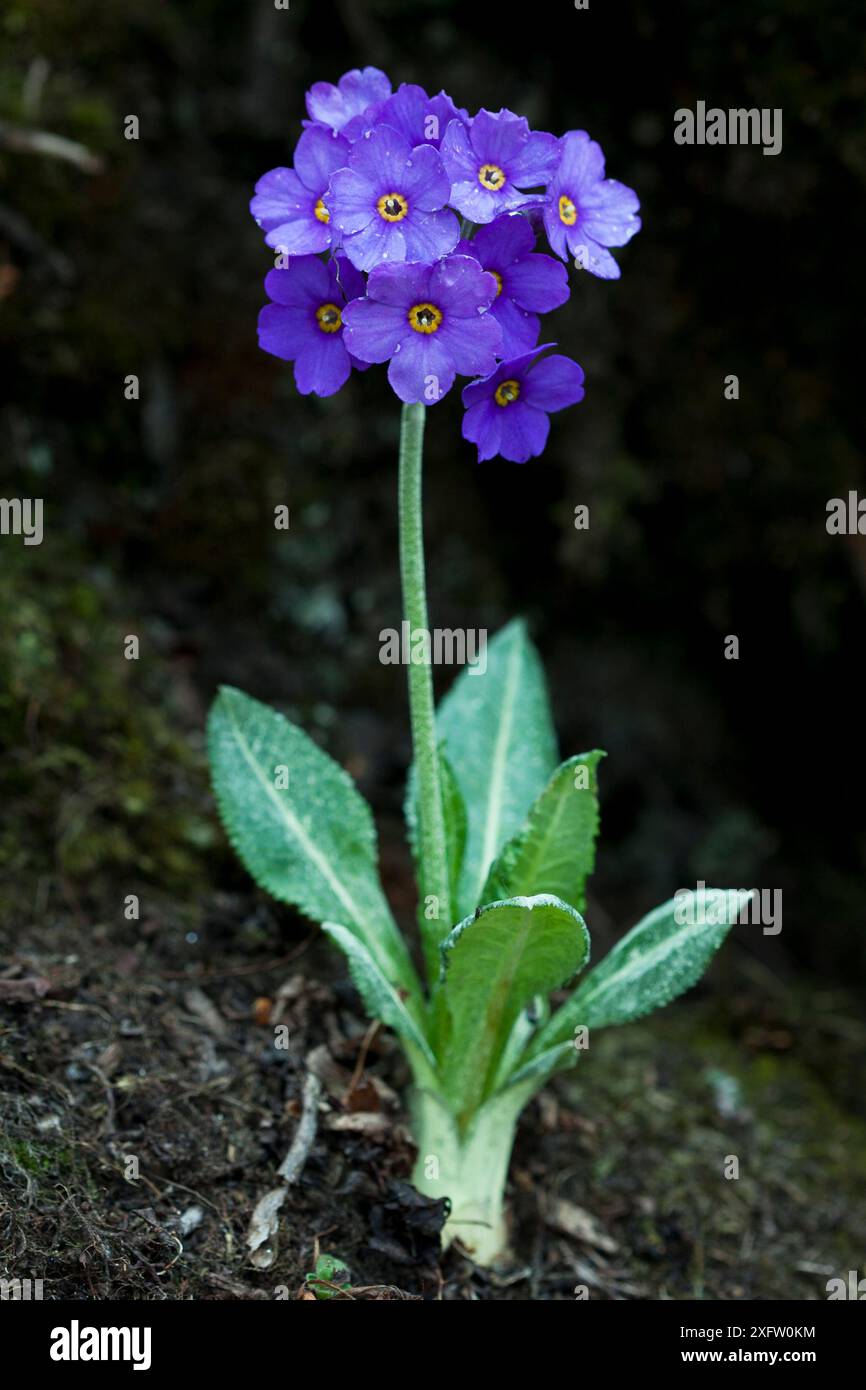 Primrose (Primula griffithii) flowers, Bhutan Stock Photo - Alamy