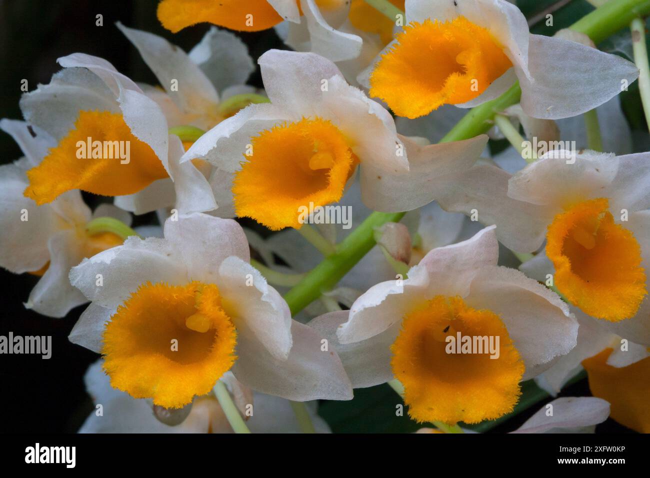 Dendrobium orchids (Dendrobium thyrsiflorum) West Bengal, India Stock ...