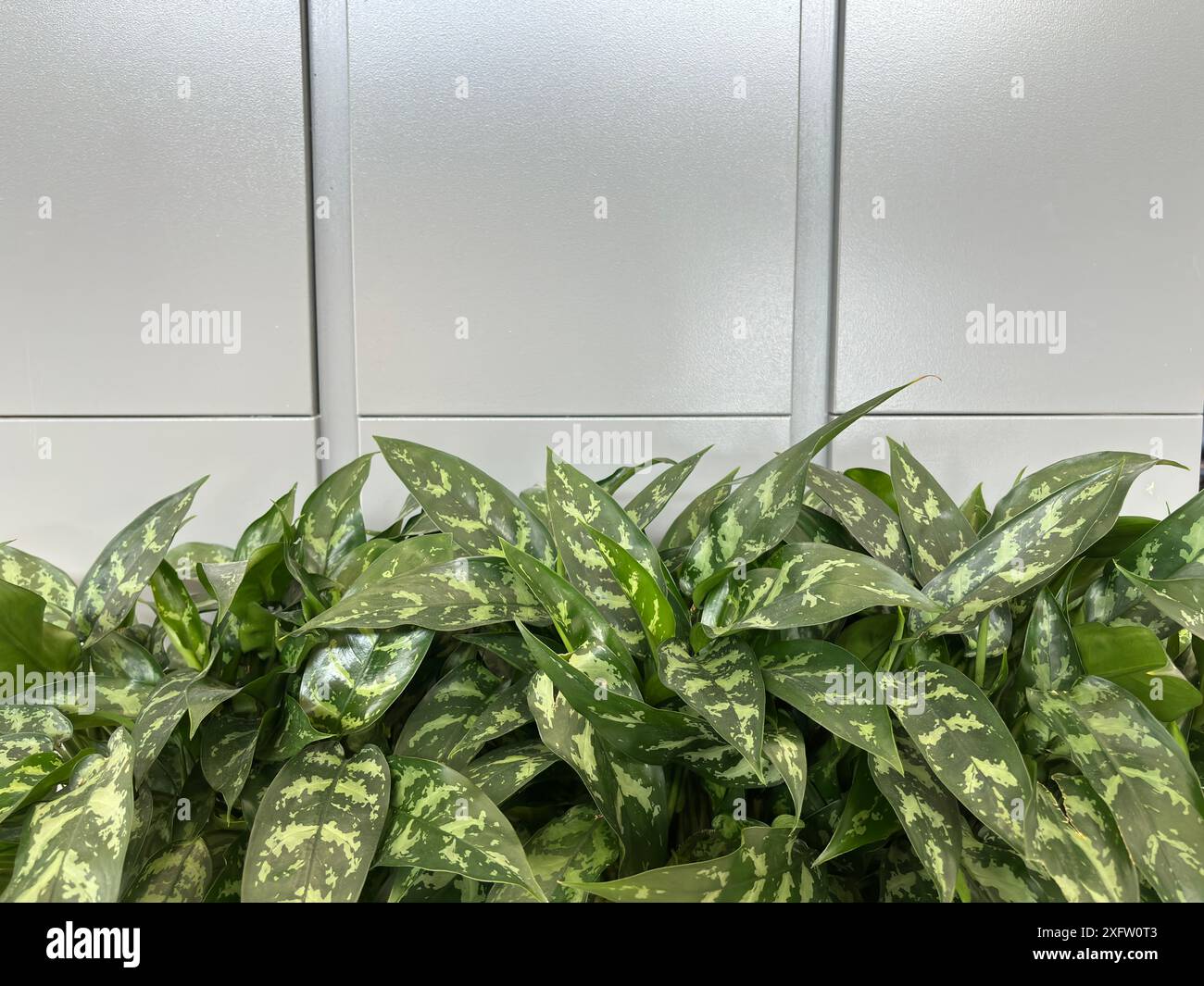 Green variegated plants against a white tile wall at CVG airport Stock ...