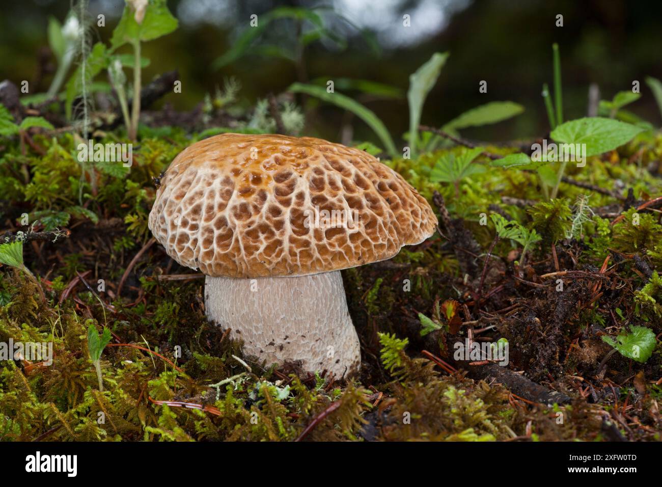 Morel mushroom (Morchella sp) fungus. Bhutan Stock Photo - Alamy