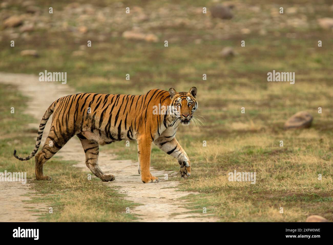 Tiger (Panthera tigris) crossing trail, Jim Corbett National Park ...