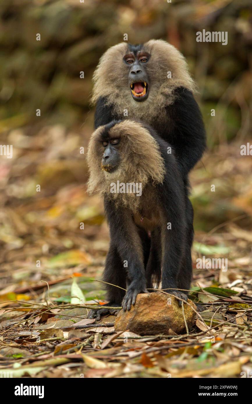 Lion-tailed macaques (Macaca silenus) mating, Valparai, Tamil Nadu ...