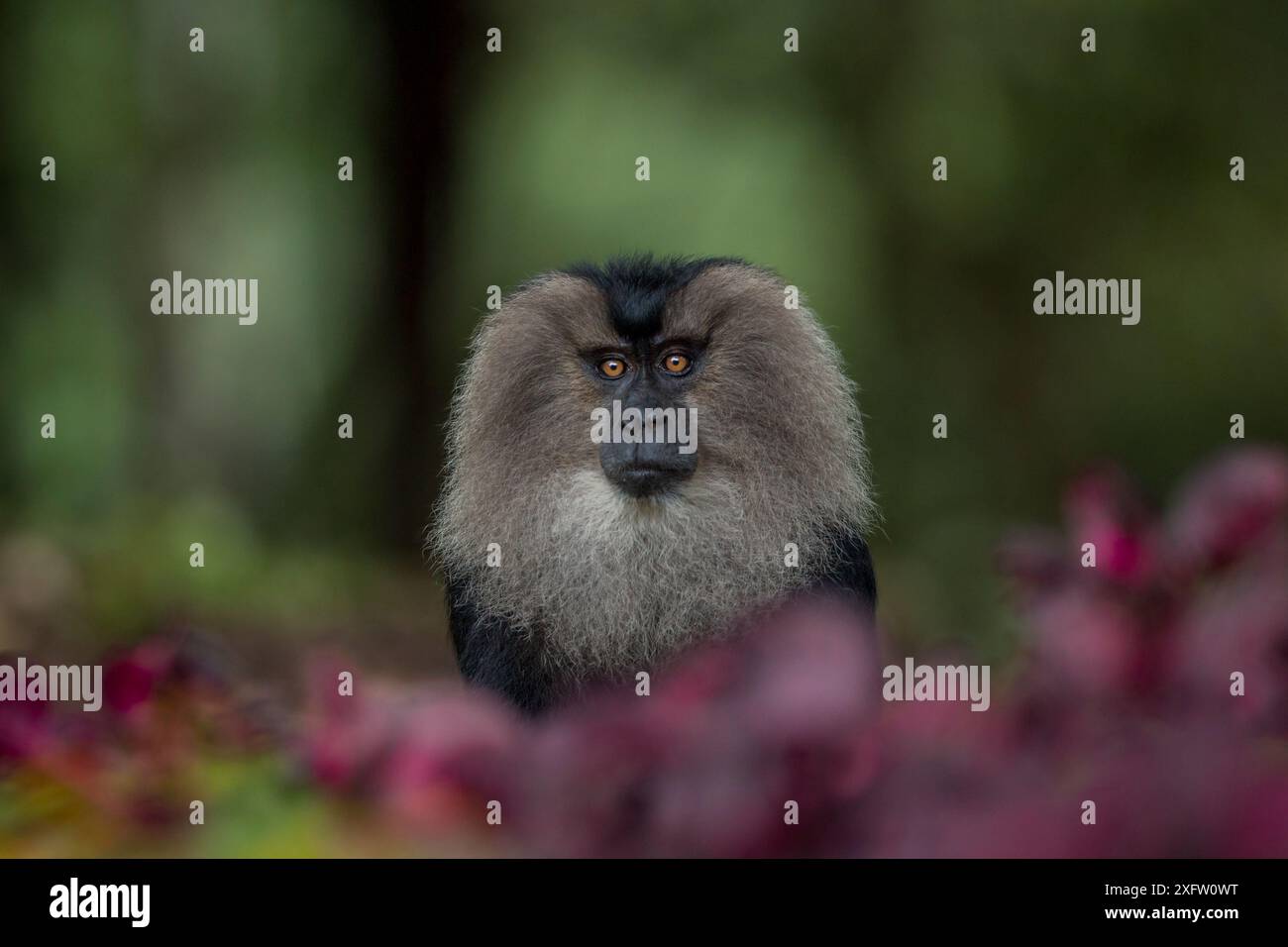 Lion-tailed Macaque (Macaca silenus) sitting, Valparai, Tamil Nadu ...