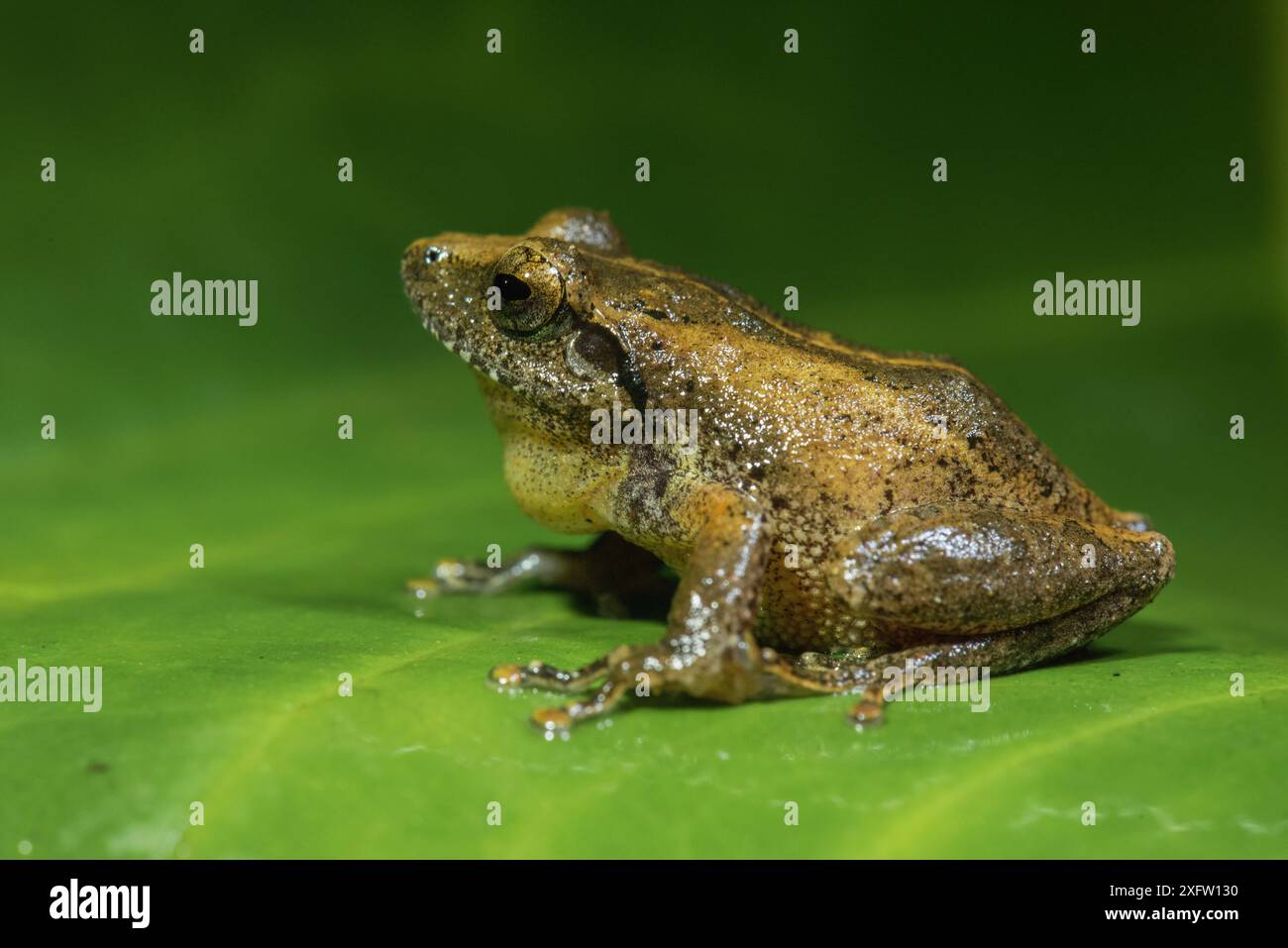 Himalayan tree frog (Polypedates maculatus), sitting on leaf, profile ...