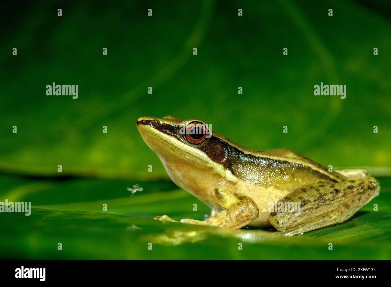 Himalayan tree frog (Polypedates maculatus), sitting on leaf, profile ...