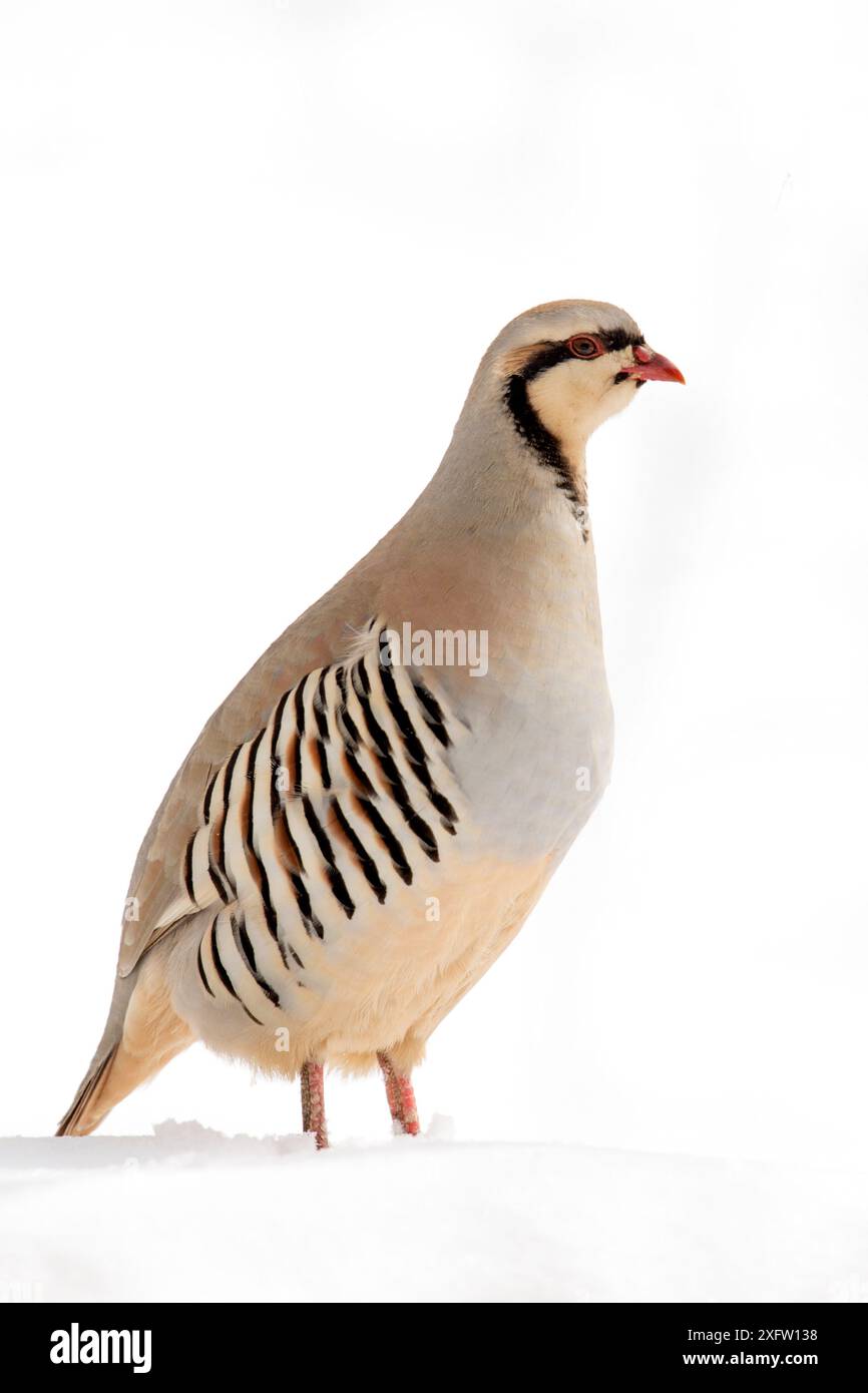 Chukar partridge (Alectoris chukar) in snow, Ladakh, Jammu and Kashmir ...